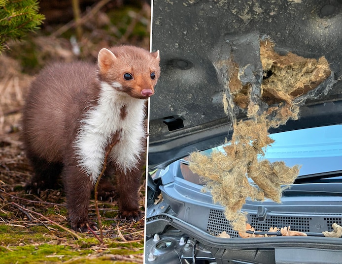 Steenmarters knagen alles kapot en maken er een smeerboel van ...