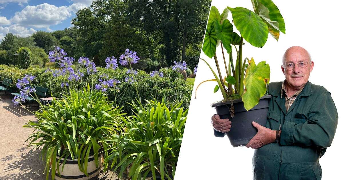 De Kaapse lelie weigert nogal eens te bloeien, maar dan doe je iets ...