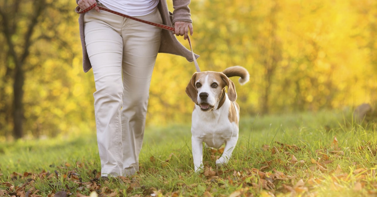 Hondenwandeling en kofferbakverkoop in Oirschot voor goed doel | Regio ...