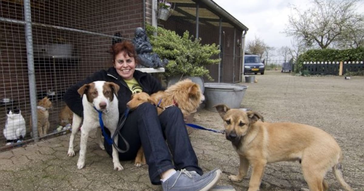 Kattenpension van Maria Polman in Zevenaar verspilt geen geld | Liemers | De Gelderlander.nl