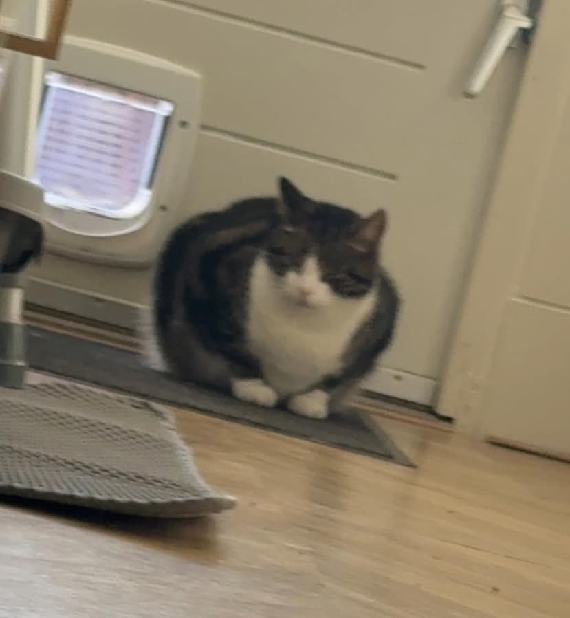 Heb jij Bandiet, Suzie of Millie gezien? Deze drie huisdieren worden in ...
