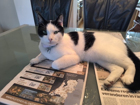 Heb jij Herrie, Dino of Beer gezien? Deze drie huisdieren worden in ...