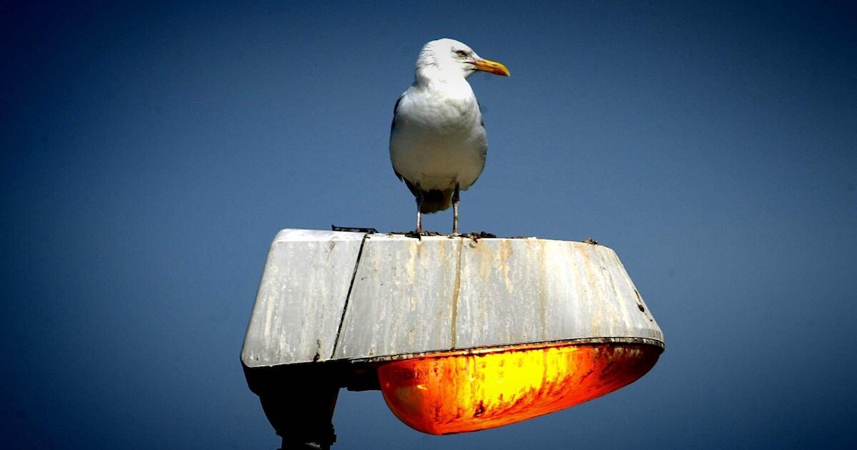 Lingewaard trekt ruim miljoen euro uit om lantaarnpalen te verduurzamen ...