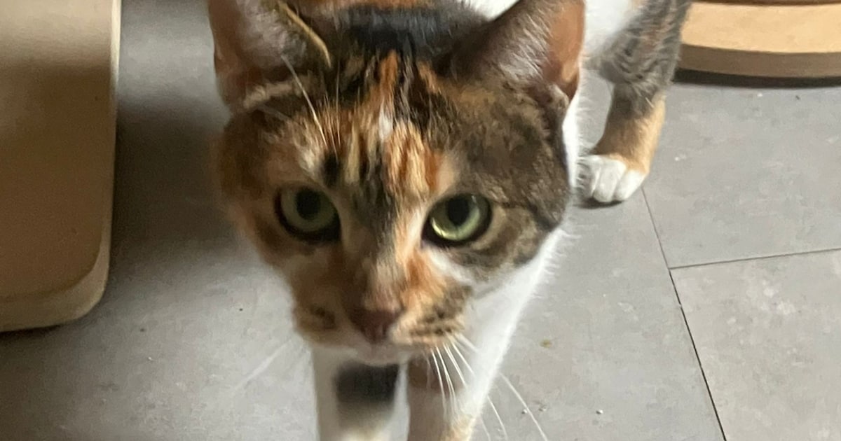 Heb jij Jolene of Mika gezien? Deze twee huisdieren worden in Zevenaar ...