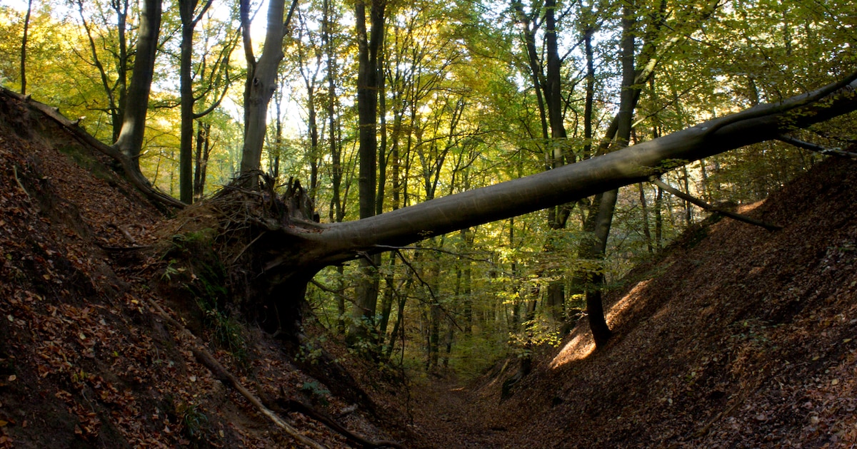 Cursus met excursies belicht flora en fauna in diverse landschappen van ...