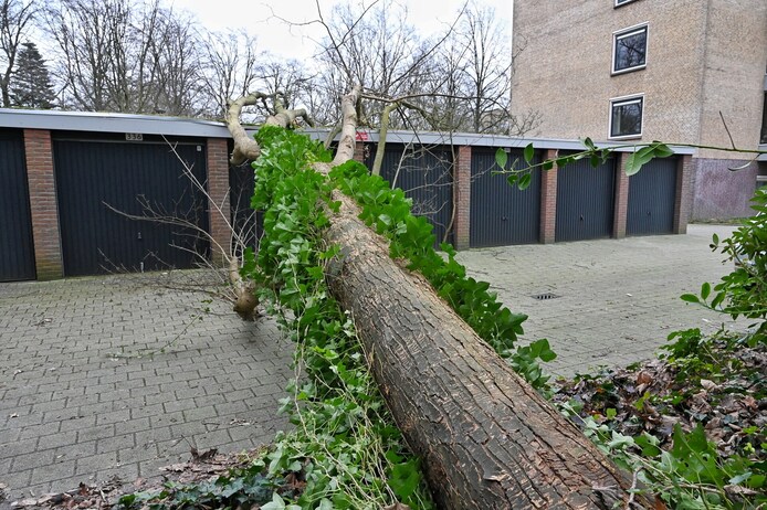 Boom valt door harde windstoten op garageboxen in Tilburg | Brabant ...