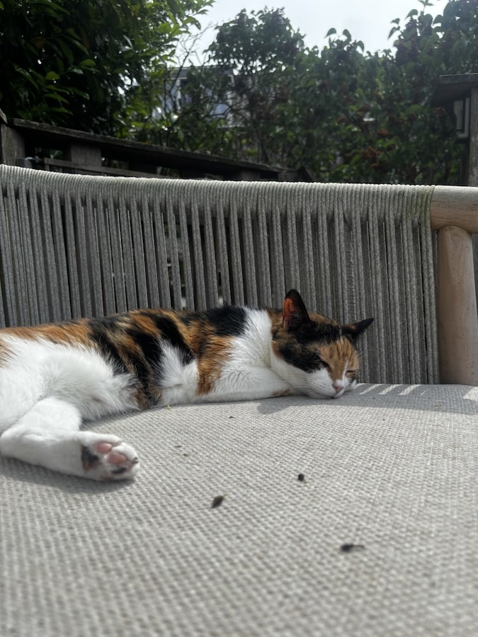 Heb jij Loulou, Koning Papegaai of Lizzy gezien? Deze 28 huisdieren ...