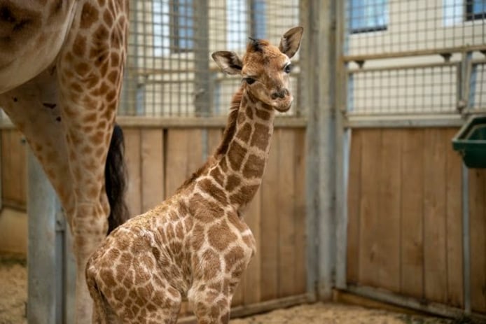 Verzorgers Burgers’ Zoo doen leuke ontdekking in stal: zeldzame giraffe geboren | Arnhem ...