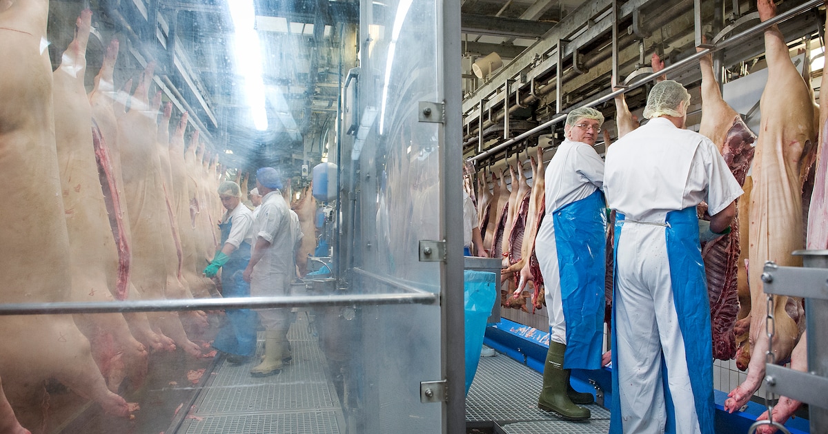 ‘Miljoenen omgekomen dieren’ verdienen monument bij slachthuis, vindt ...