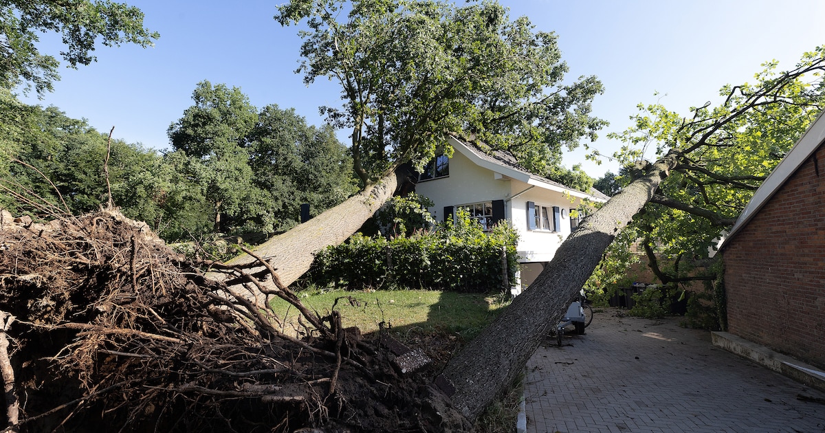 Winterswijk komt langzaam bij van zware valwind: maar wie draait op ...