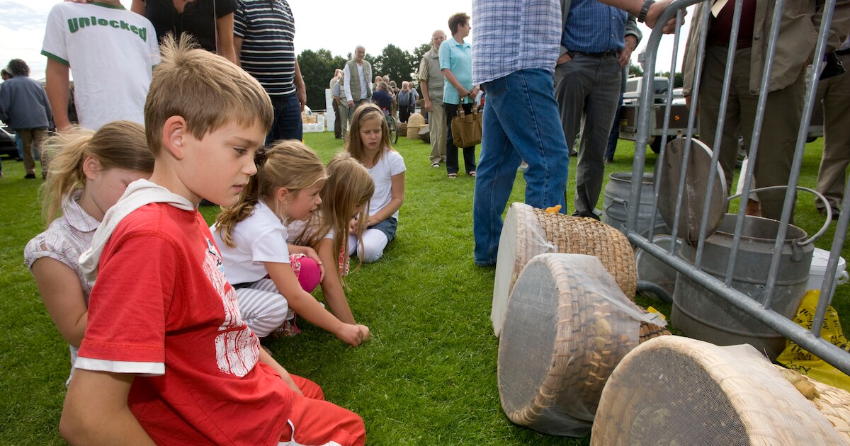 Veenendaal weer Bijenstad? Klinkt goed, maar er is geen geld en niemand ...