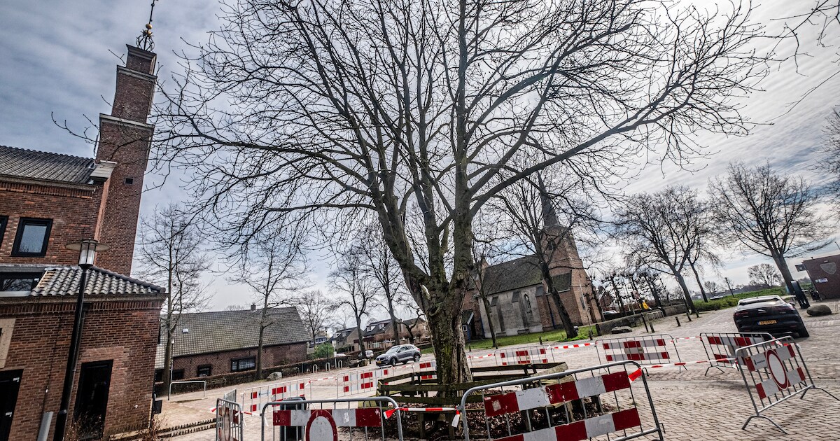 De zaag gaat in de ‘levensgevaarlijke’ kastanje van Heumen | Heumen ...