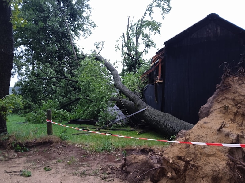 TERUGLEZEN | Drie verwoeste tuinen en bomen die leunen tegen huizen ...