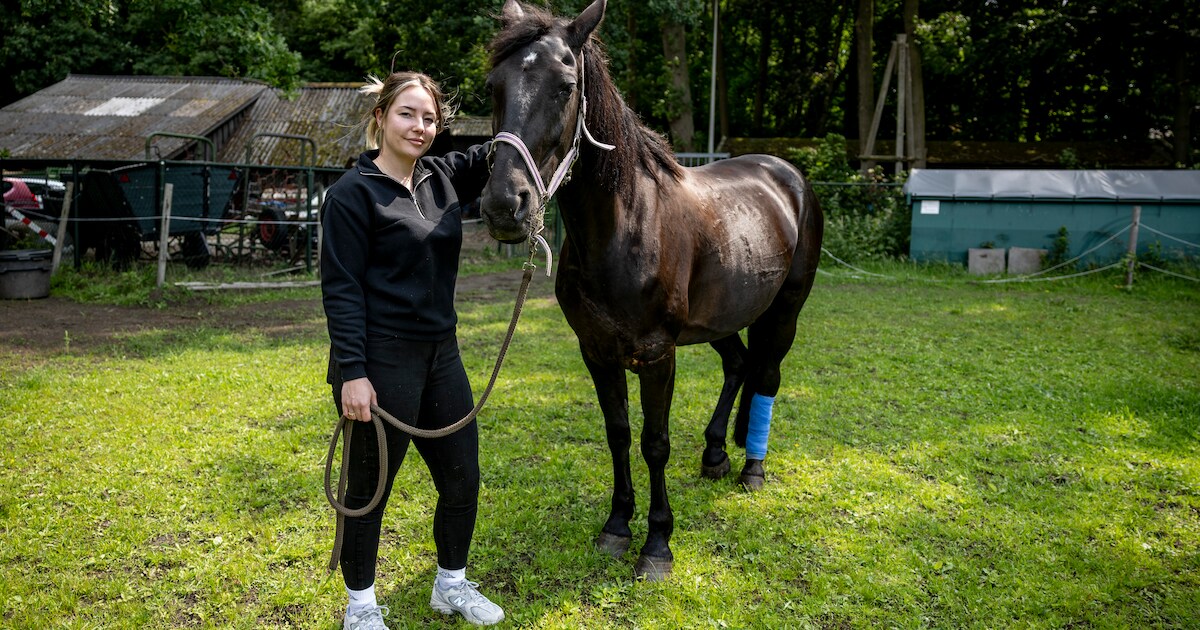 Merrie Bolivia ernstig gewond door baldadigheid: stichting wil gesprek ...