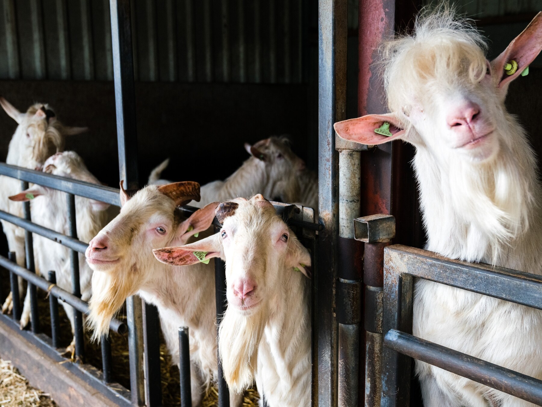 Uitbreiding Lidl in centrum Wijchen van start, winkel gaat straks ...
