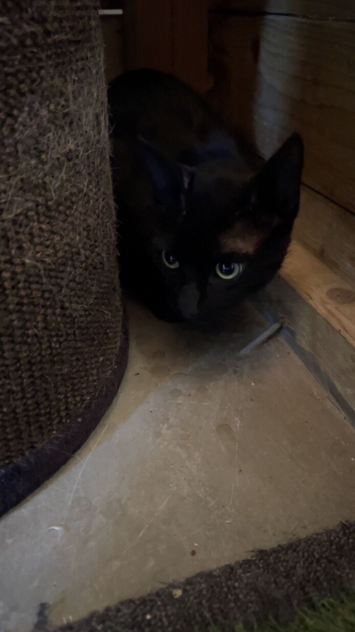 Zeven brandweermannen trotseren vuur om kat Tom te redden: ‘Hij stinkt ...