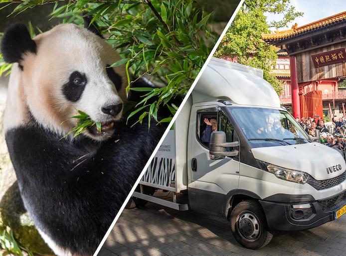 Afscheid van nieuwsgierige, ondernemende en stoere panda Fan Xing ...