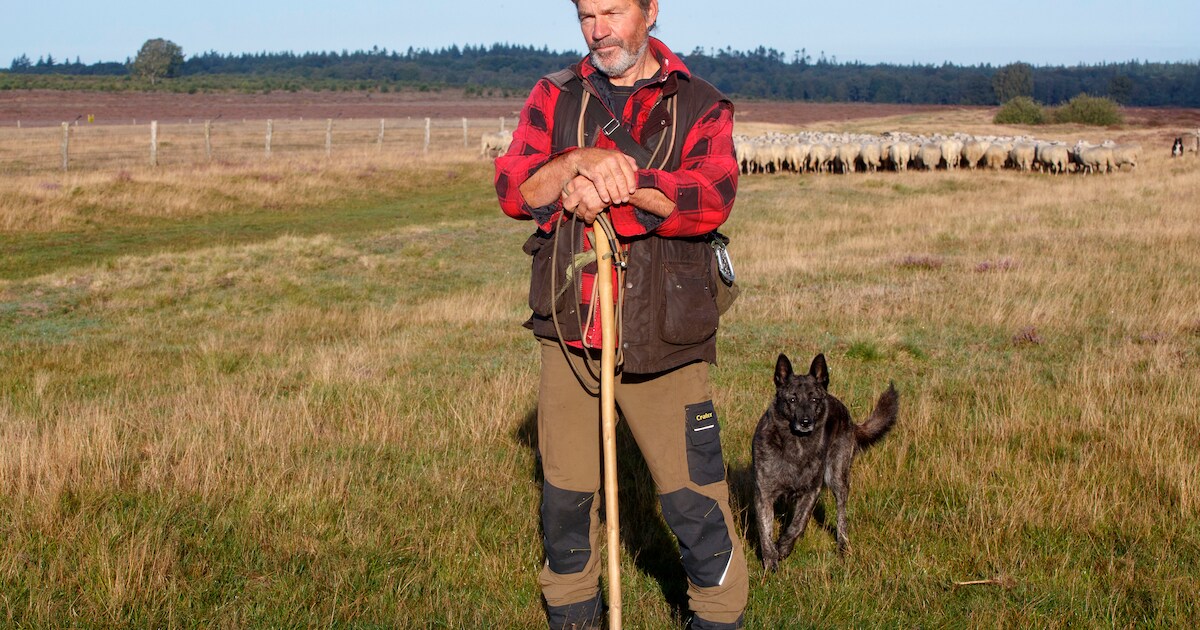 Schaapherder Aart is niet anti-wolf, maar waarschuwt: ‘Het is wachten ...