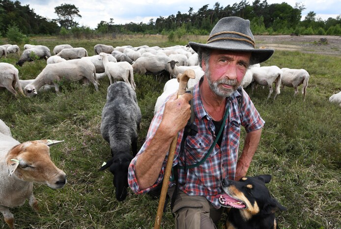 Opnieuw 29 schapen gedood of verwond bij vermoedelijke wolvenaanval in ...