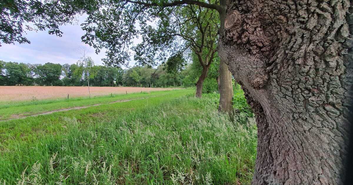 Wandeling langs nieuw jubileumbankje op landgoed monumentaal kasteel ...