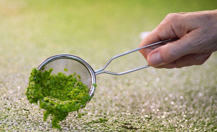 Blijdschap bij onderzoeker en teler nu eendenkroos op ons bord mag ...