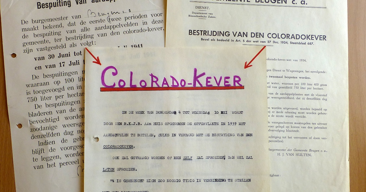 ‘Iedereen verplicht om gif te spuiten tegen de Coloradokever’ | Regio ...