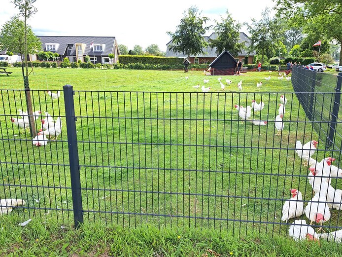 Opnieuw witte haantjes gedumpt in Didam: ‘Karwei om ze te vangen ...