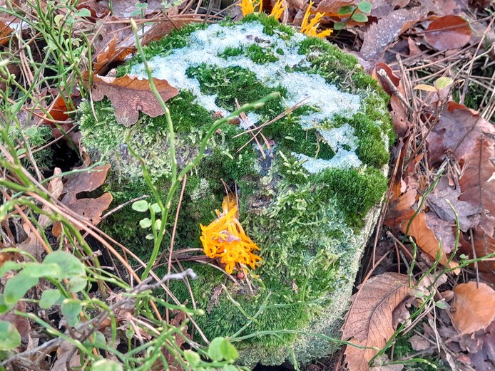 Er zijn nog veel paddenstoelen, want het heeft nog niet écht hard gevroren | Natuur van nabij ...