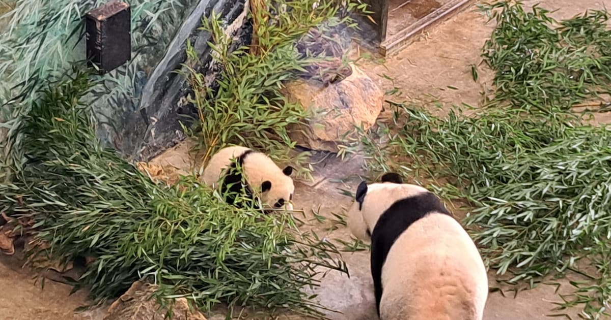 Geduld fans beloond: babypanda Lang Yue laat voor het eerst haar snoetje zien | Rhenen | De ...