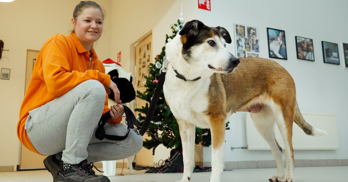 Eenzame hond Poppy bedolven onder reacties: ‘Dit nieuwe thuis moet ...
