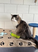 Heb jij Bello, Joey of Momo gezien? Deze vijf huisdieren worden in Ede ...