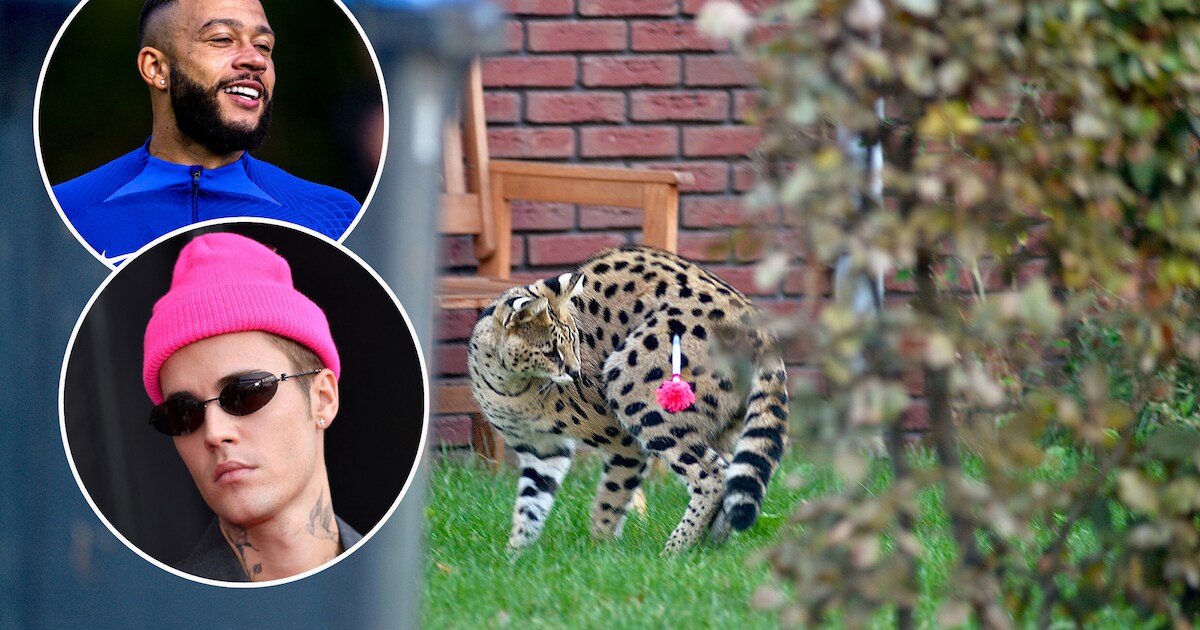 De opmars van de ‘trophy pet’: ‘Je kunt ze echt geen blikje Whiskas ...