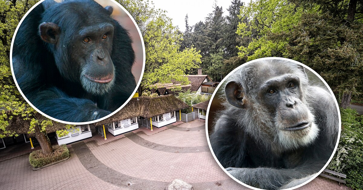 ‘Als chimpansee Mike op 20 meter afstand is, besluit één teamlid dat de ...