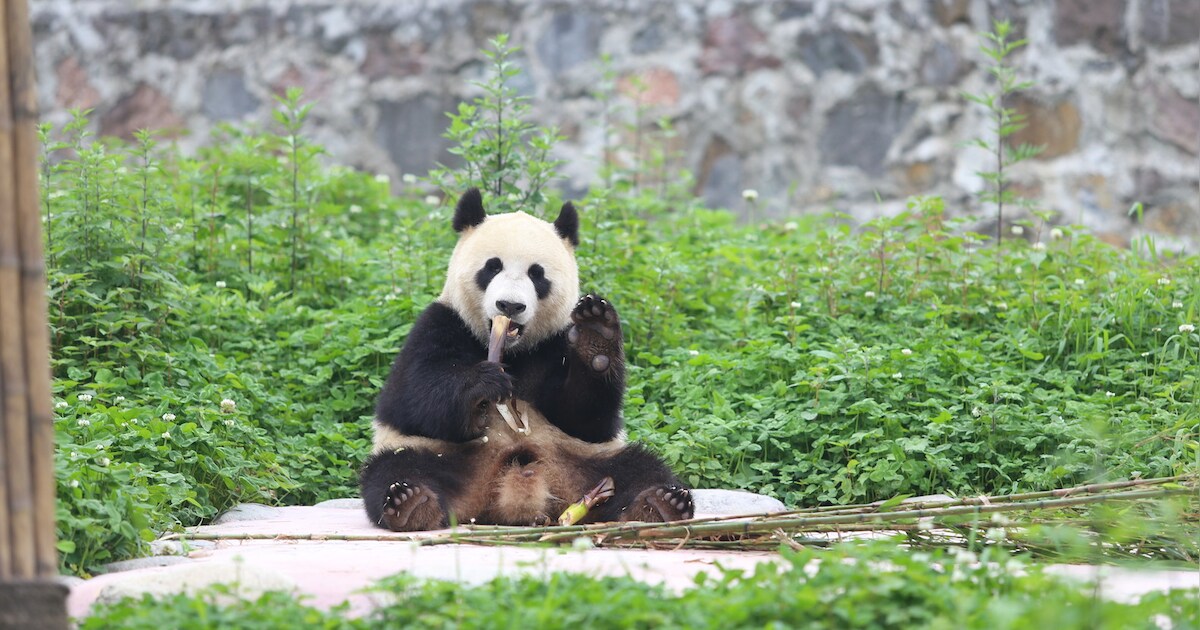 Pandagala Rhenen levert ruim 470.000 euro op | Rhenen | De Gelderlander.nl