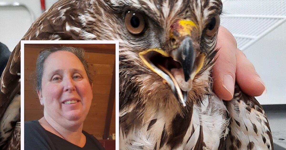 Yvon ontfermt zich over buizerd die kip uit haar tuin pakte: ‘Ik denk ...
