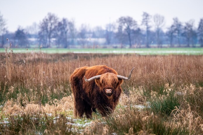 Natuurwandeling Dintelse Gorzen: vlinders, orchideeën en grote grazers ...
