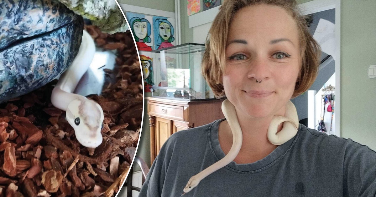 Aleksandra’s koningspython dook kilometers verderop op in een ...