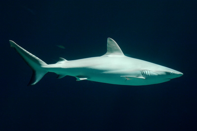 Grijze rifhaaien in Burgers' Zoo slagen voor examen | Arnhem | De ...