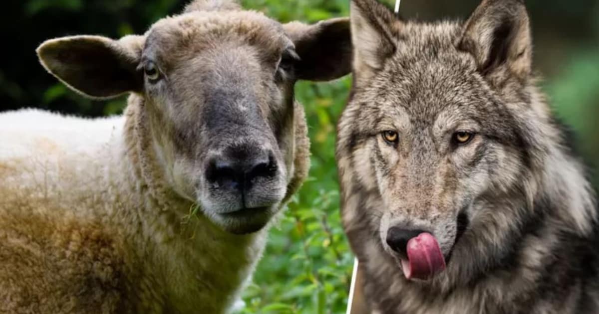 Barneveldse school in beeld om te laten zien hoe je de wolf wél van het ...