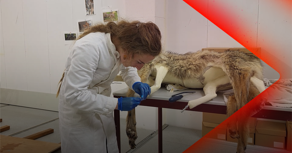 Meisje (14) overleden na ongeval in Sint Anthonis • Wolf krijgt plekje ...