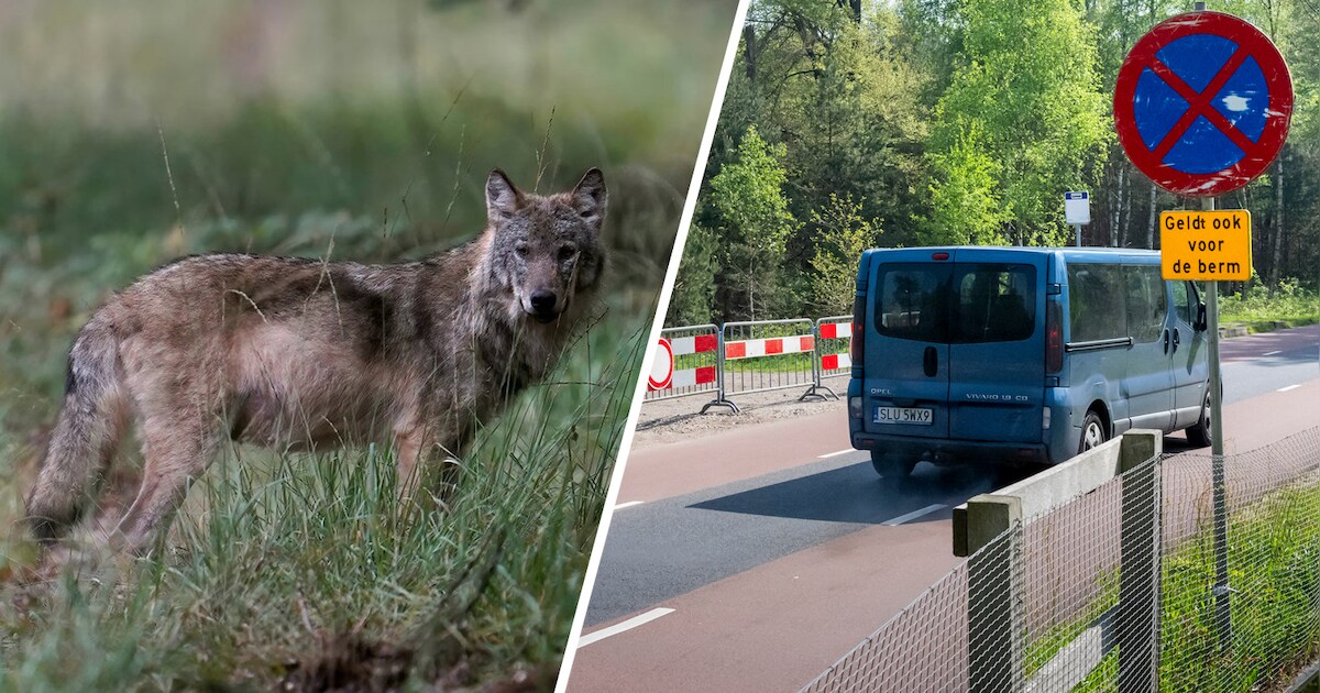 Veel mensen komen naar het bos om ‘bedelende’ wolf te spotten, gemeente ...