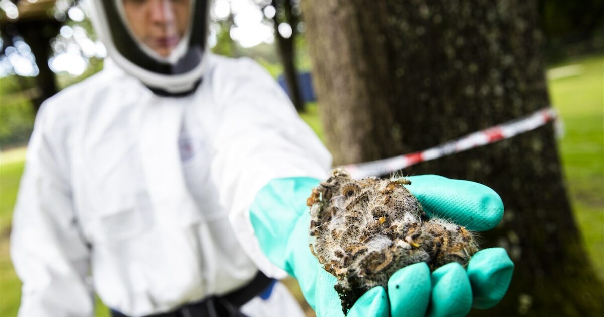Is de eikenprocessierups op sterven na dood? Dit jaar geringere overlast van kriebelbeestjes ...