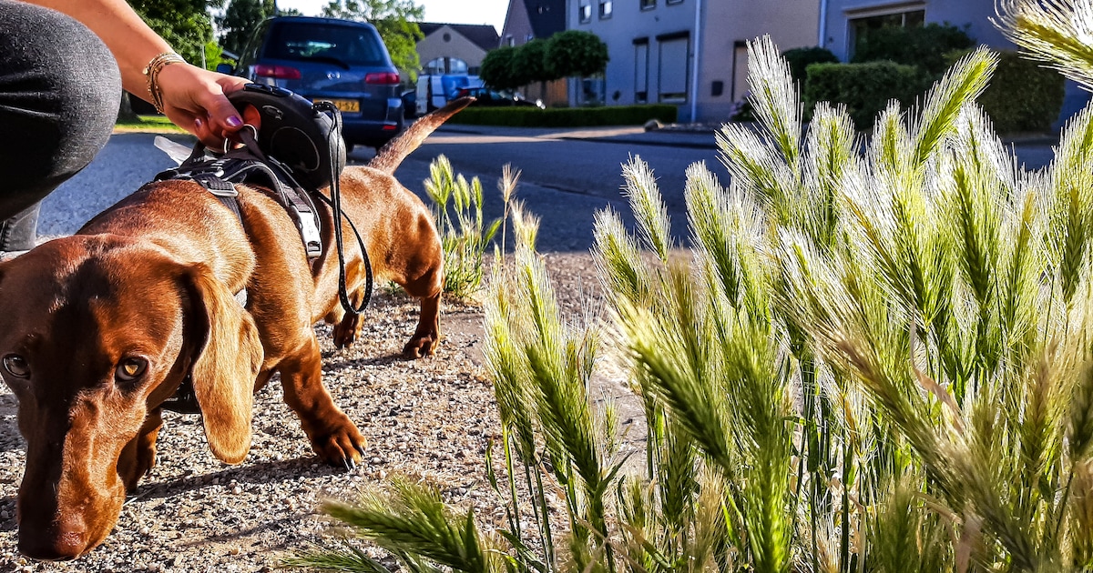 Bang voor de grasaar? Zó voorkom je pijn bij je hond en bespaar je ...