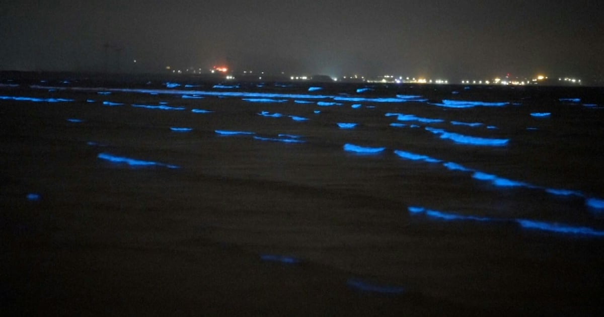 VIDEO | Bijzondere ‘blauwe tranen’ verlichten zeewater rond Chinees ...
