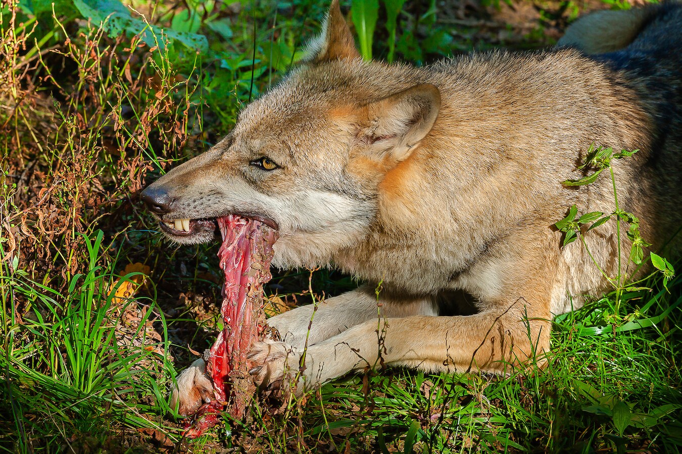 Hoe ziet de Nederlandse Big Five eruit? | Foto | gelderlander.nl
