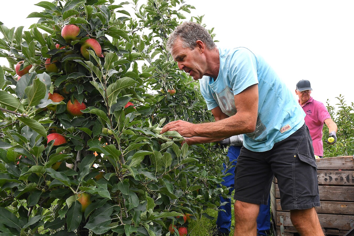 Fruittelers druk met vroegrijpe appels | Foto | gelderlander.nl