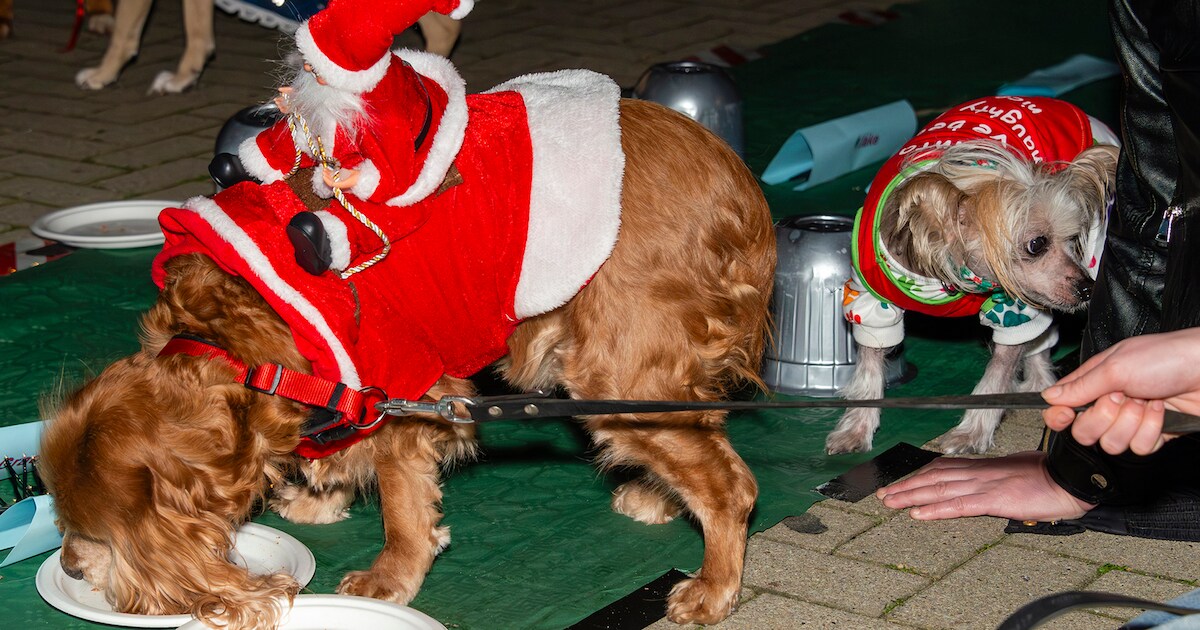 Veertig viervoeters smullen tijdens hondenkerstdiner: ‘Het was hap slik ...