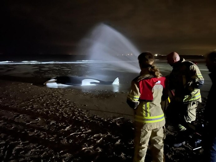 Aangespoelde orka overleden op strand van Cadzand | Home | gelderlander.nl