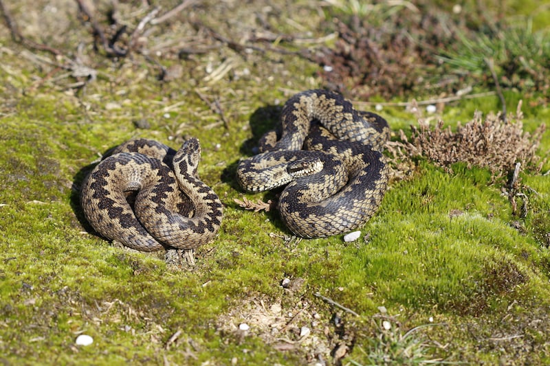 Natuurbeschermer RAVON importeert mannelijke adders op Wolfhezerheide ...