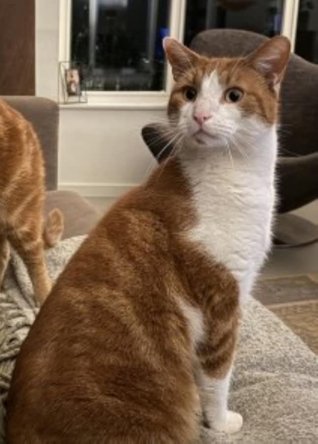 Heb jij Moos, Guinness of Sancho gezien? Deze 30 huisdieren worden in ...